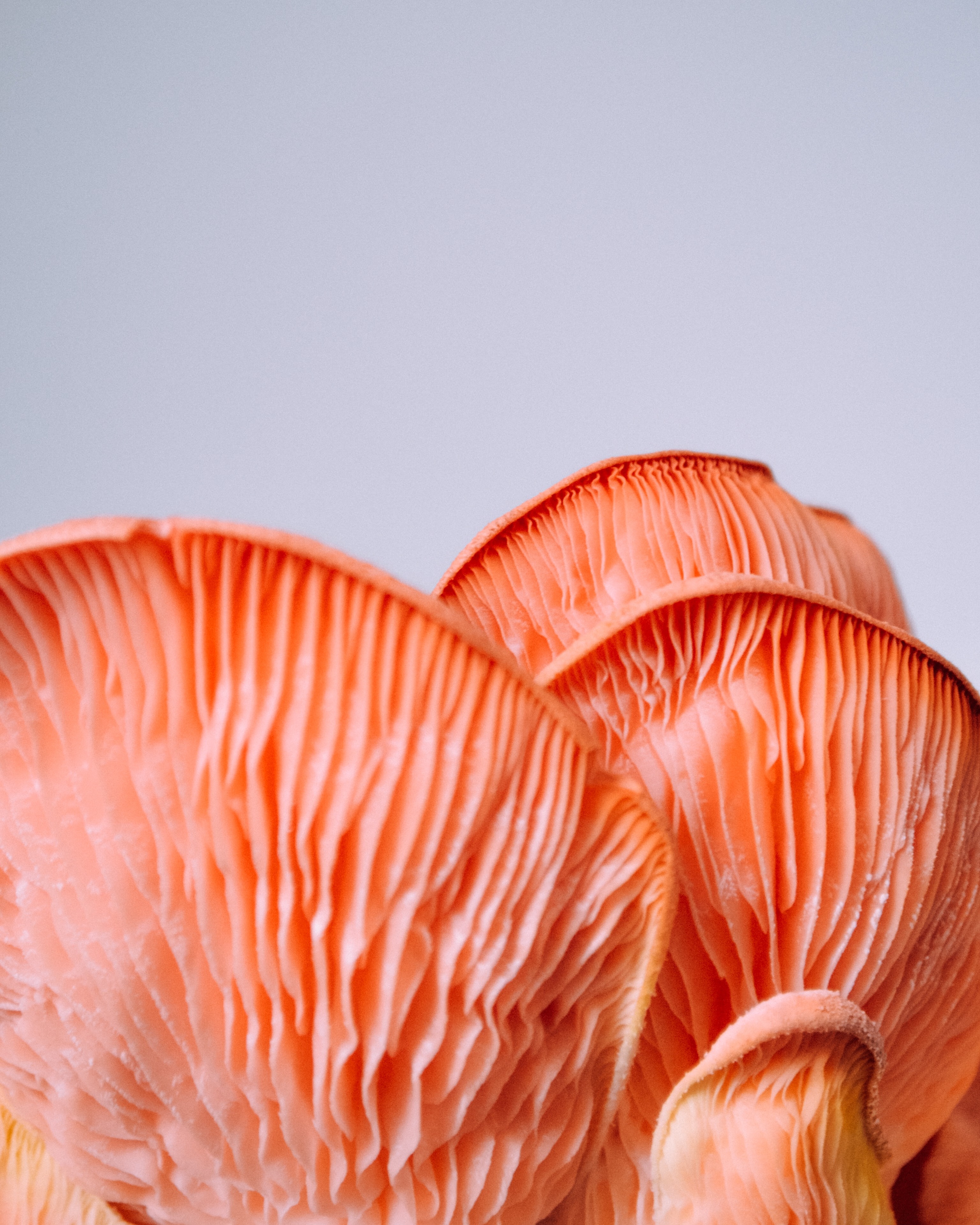 REPLAY: Psychedelics 101 with Molly Maloof, MD